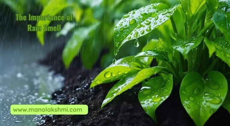 Petrichor: Why does rain smell? The Science Behind Petrichor - Mano Lakshmi